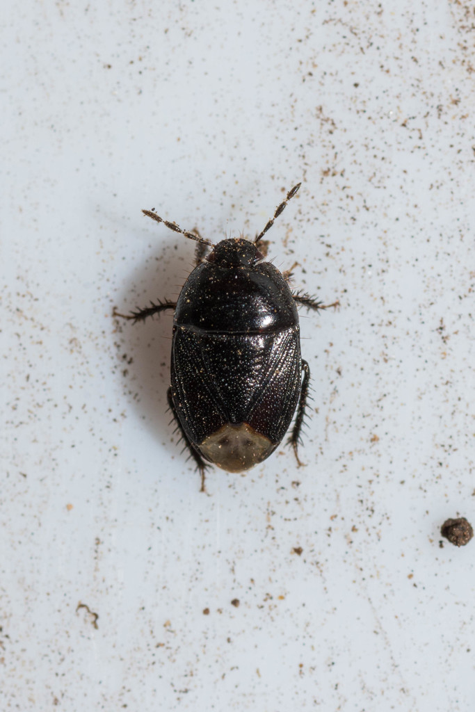 Geotomus from Provincia di Vicenza, Italia on March 09, 2022 at 10:05 ...
