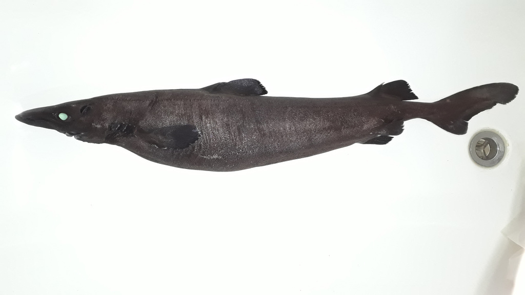 Longnose Velvet Dogfish (Centroselachus crepidater) - Marine Life ...