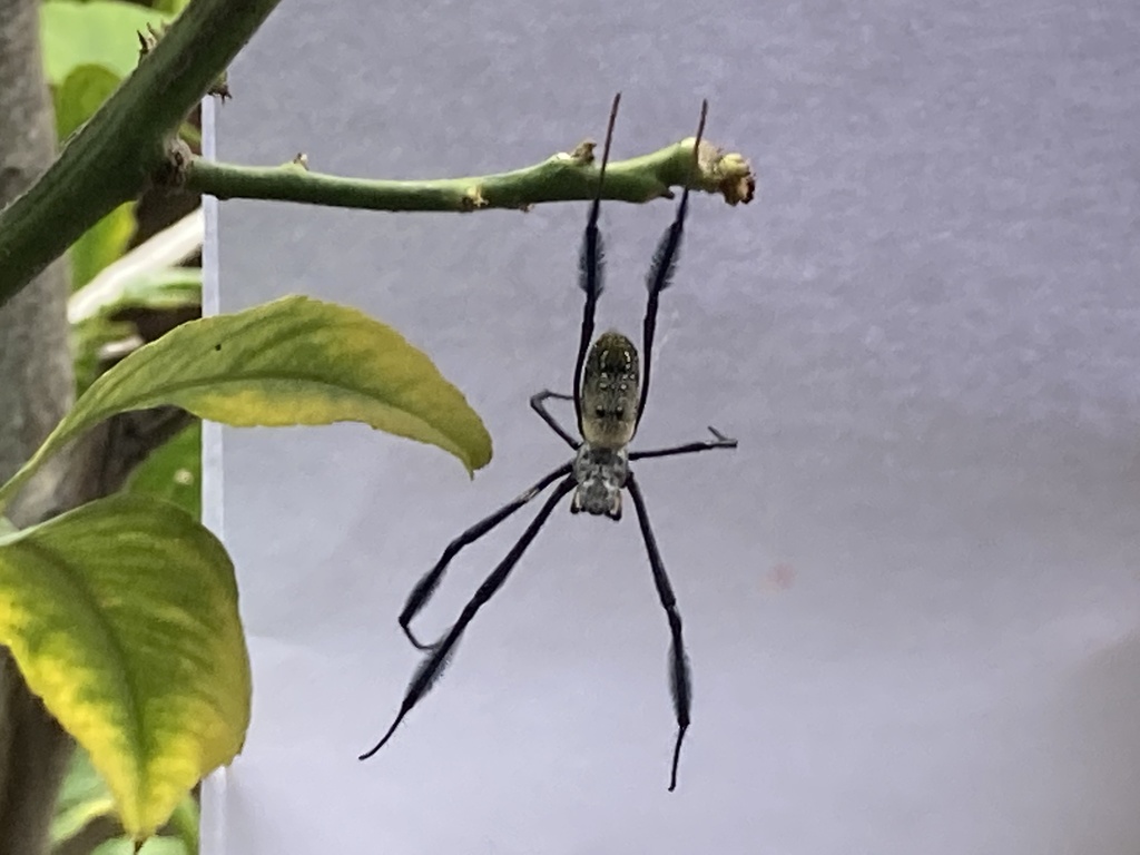 Southern Blackleg Orbweaver in March 2022 by Adam Welz · iNaturalist