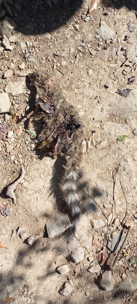 Ringtail from 67210 N.L., México on March 10, 2022 at 01:49 PM by ...