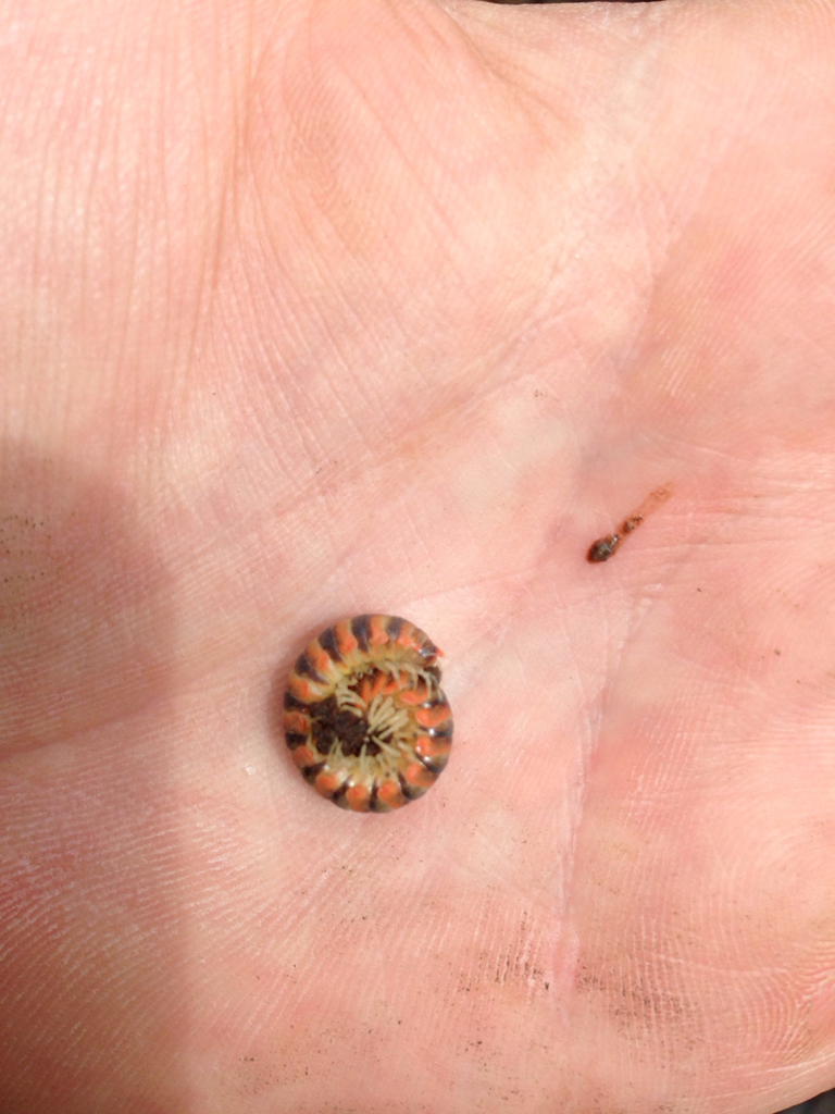 Xystodesminae from Kern County, US-CA, US on May 9, 2015 at 12:02 PM by ...