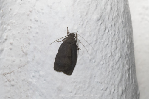 Lambula coffeina · iNaturalist