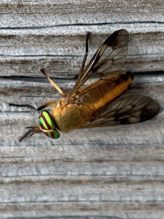 Yellow Fly of the Dismal Swamp from Turtle Island, Naples, FL, US on ...