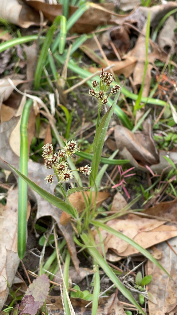 heath wood-rush from Houston on March 11, 2022 at 11:00 AM by skapurad ...