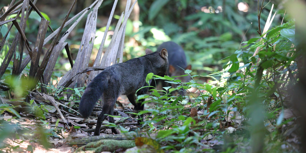 Short-eared Dog in August 2018 by jono_irvine. A male and female pair ...