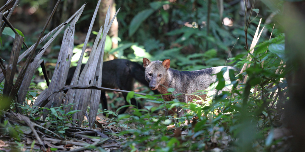 Short-eared Dog in August 2018 by jono_irvine. A male and female pair ...