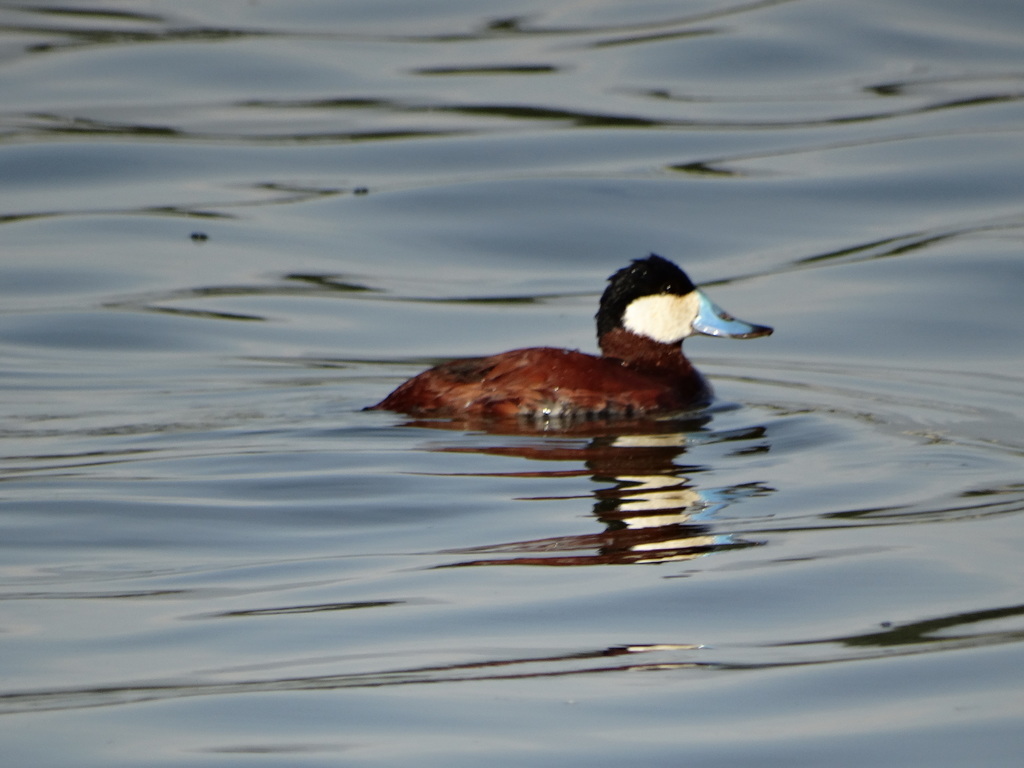 Ruddy Duck from Laguna de Acuitlapilco on May 9, 2015 by Juan Rafael ...