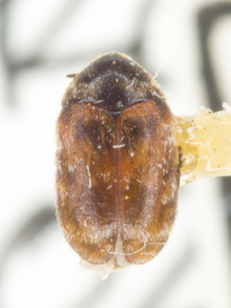 Trogoderma from Grand Canyon Village, AZ 86023, USA on May 26, 1946 by ...