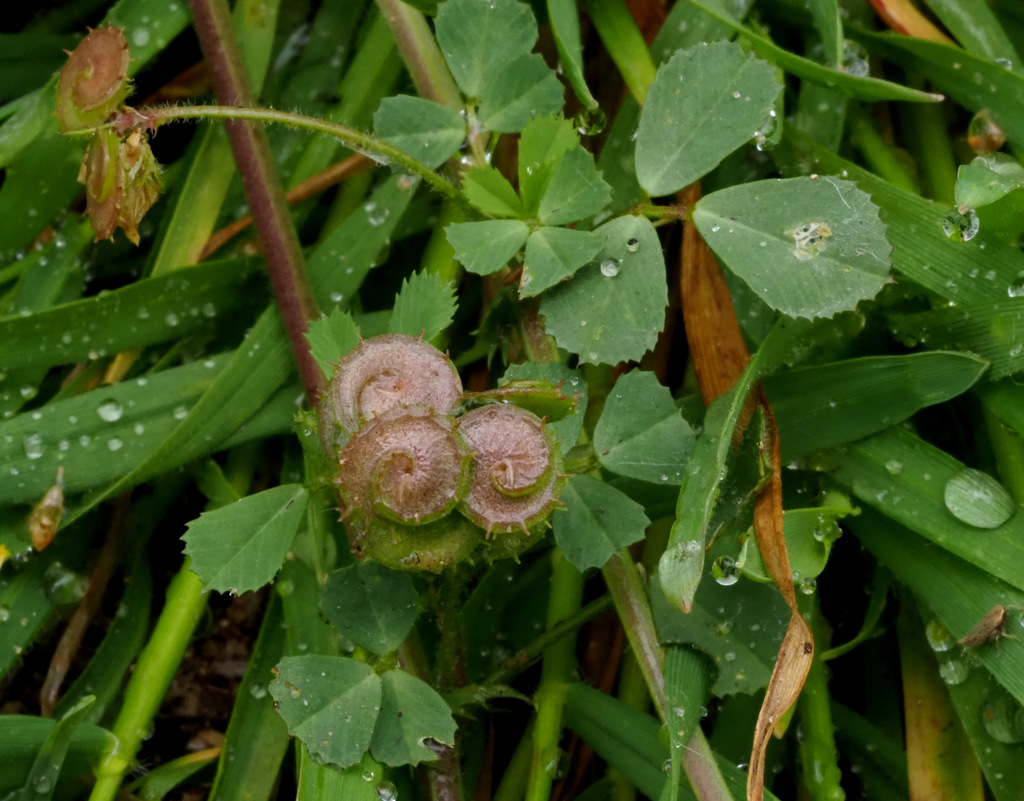 Medicago tornata in March 2022 by Ron Frumkin · iNaturalist