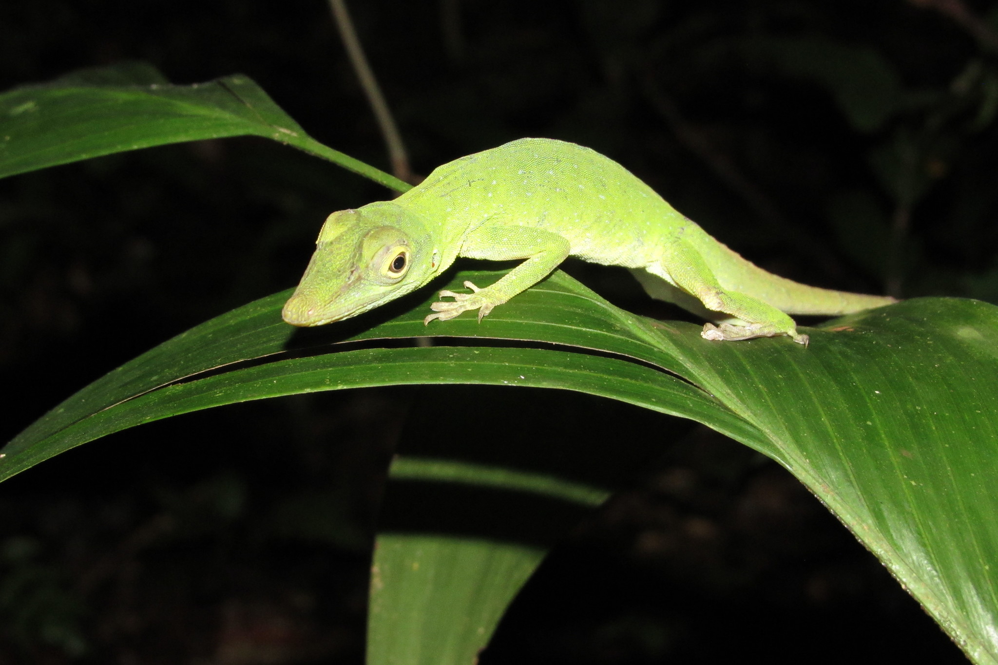 Anolis punctatus Daudin, 1802