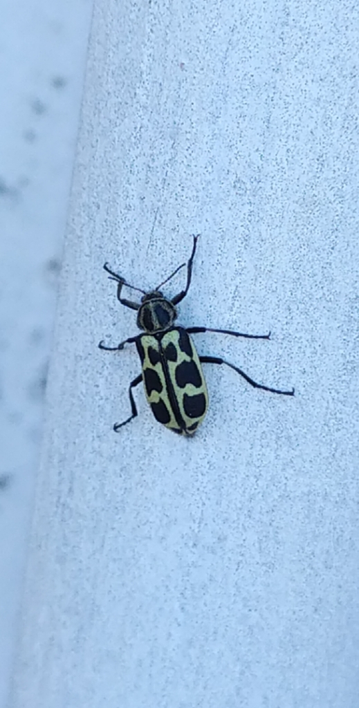 Spotted Maize Beetle from Ciudad de Santa Fe, Provincia de Santa Fe ...