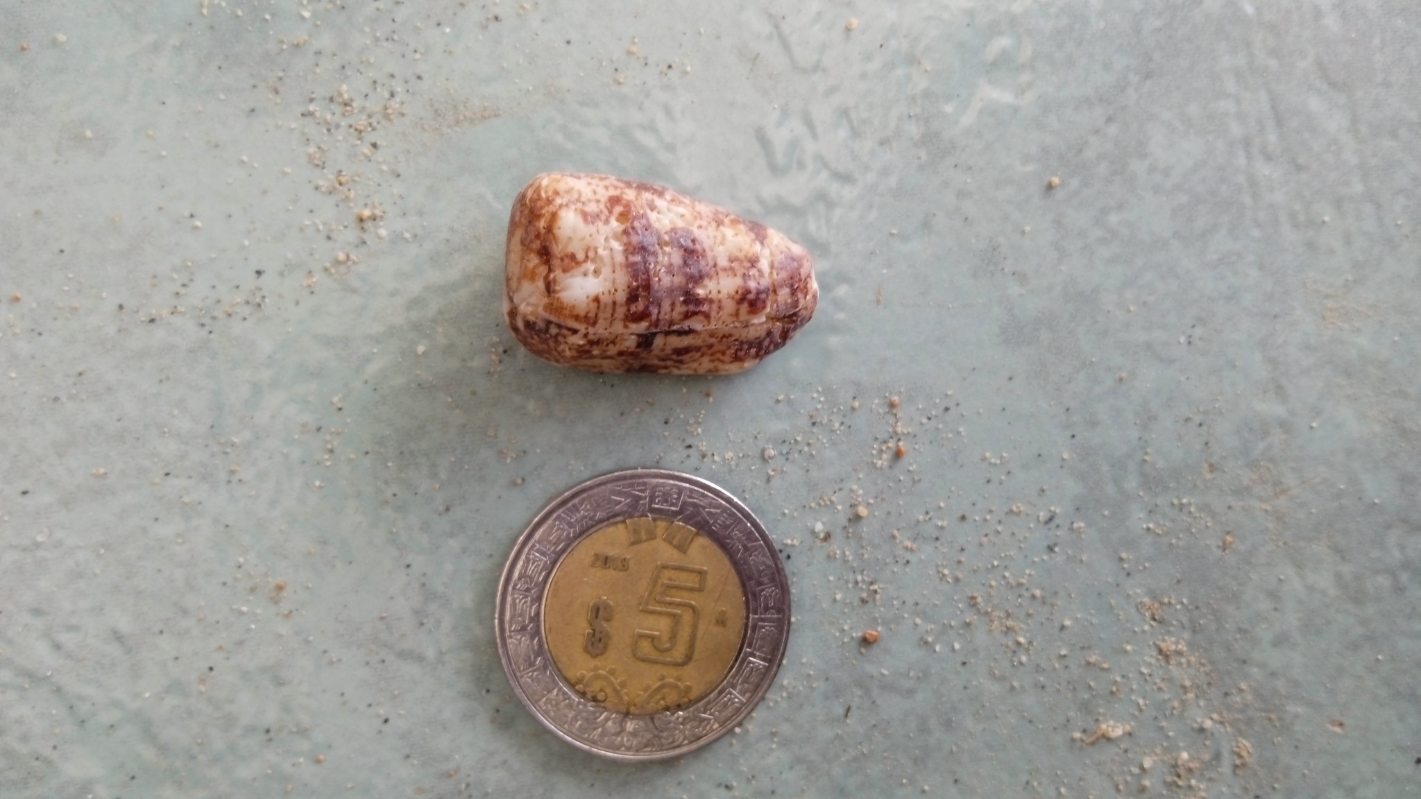 Morum tuberculosum (Reeve, 1842)
