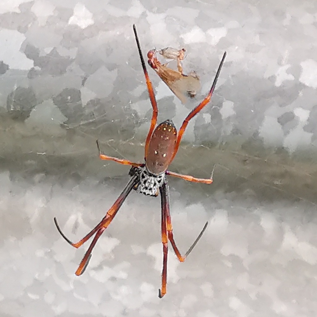 Tiger Spider from 2899, Norfolk Island on March 11, 2022 at 07:22 AM by ...
