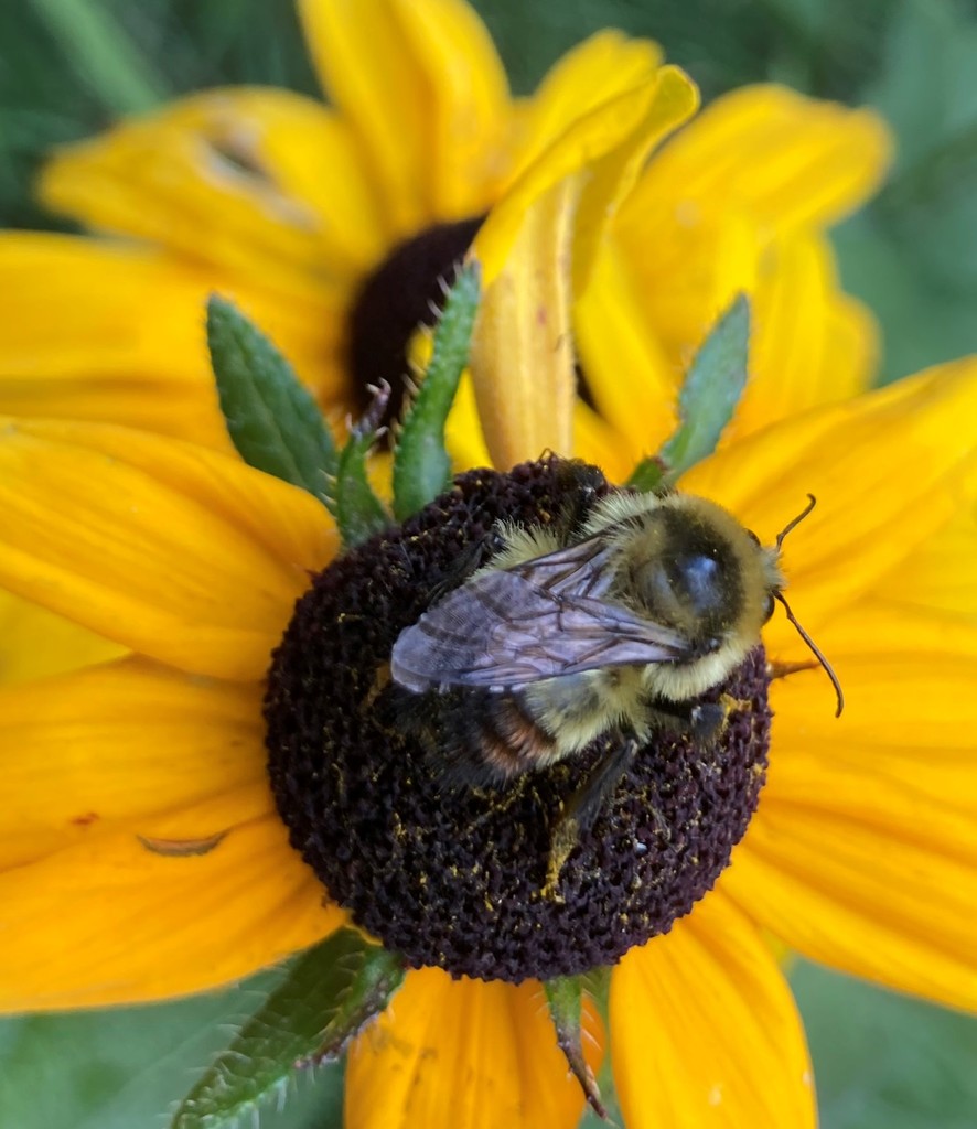Red-belted Bumble Bee from Douglasdale, Calgary, AB T2Z, Canada on ...