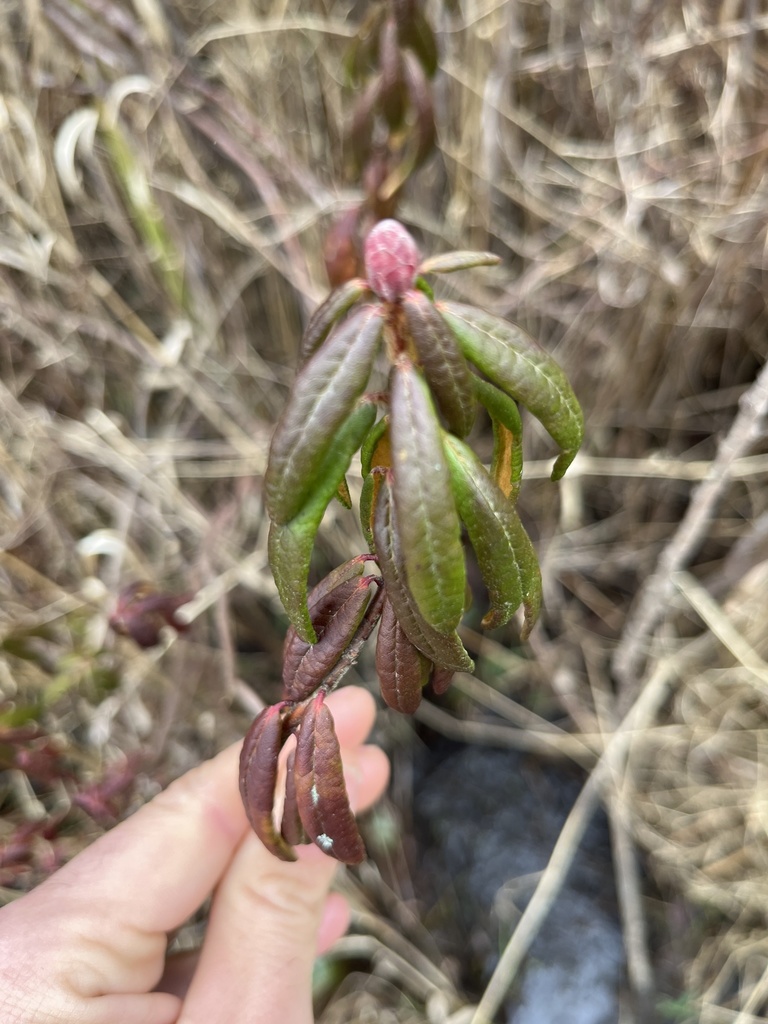 Bog Labrador Tea from Scriber Lake Park, Lynnwood, WA, US on March 11 ...
