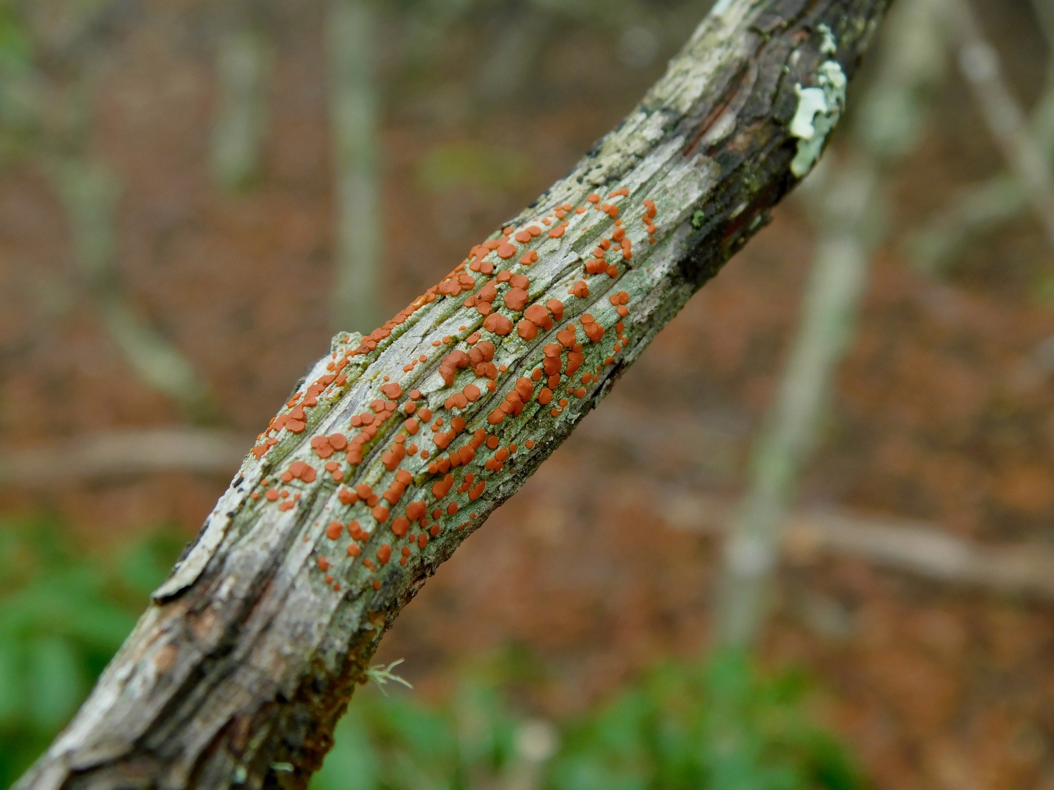 Ramboldia russula (Ach.) Kalb, Lumbsch & Elix