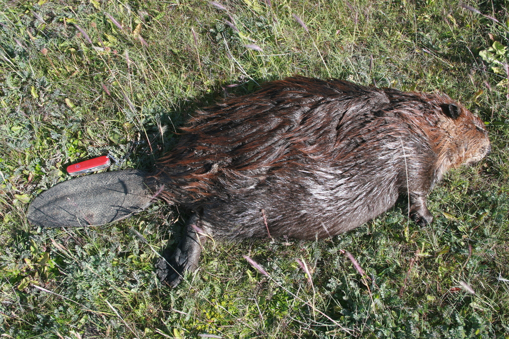 American Beaver from Río Grande, Tierra del Fuego, Argentina on January ...