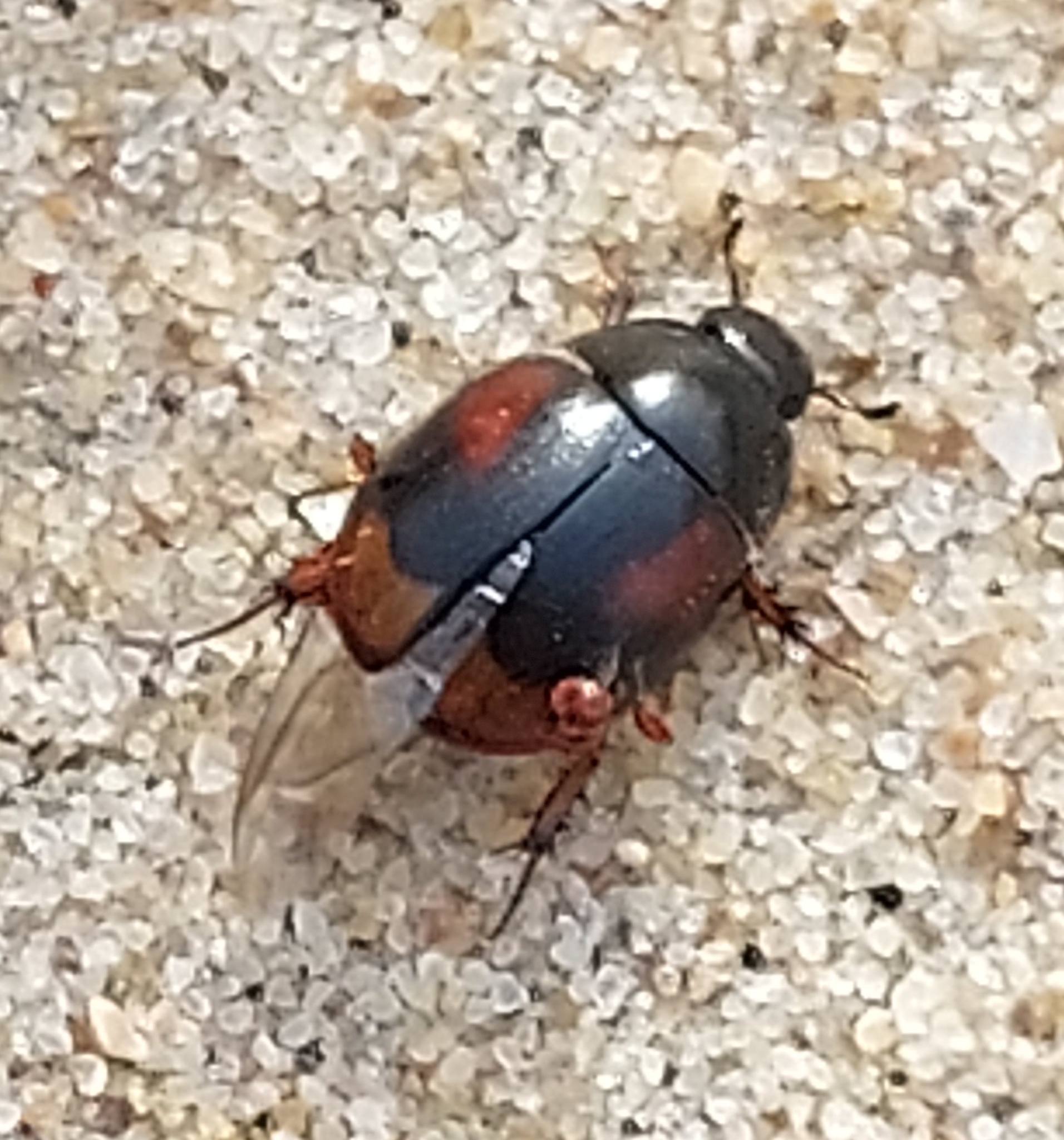Sphaeridium scarabaeoides (Linnaeus, 1758)