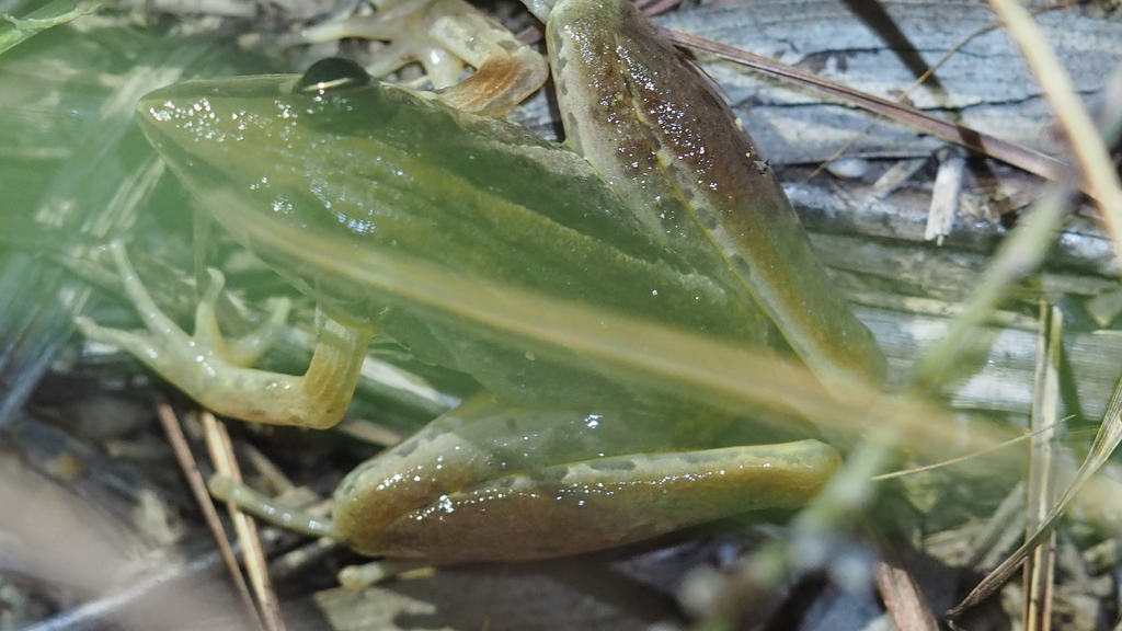 Australian Rocket Frog from Walligan QLD 4655, Australia on March 11 ...