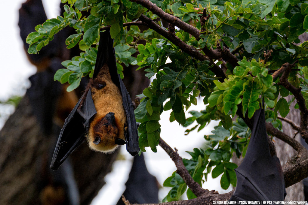 Indian Flying-fox (Kanha National Park - Mammals) · iNaturalist