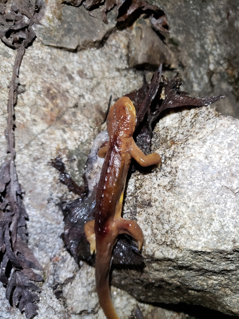 California Newt from Big Sur, CA 93920, USA on March 9, 2022 at 06:37 ...