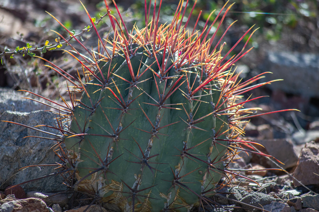 Ferocactus emoryi rectispinus from Mulegé, B.C.S., México on February ...