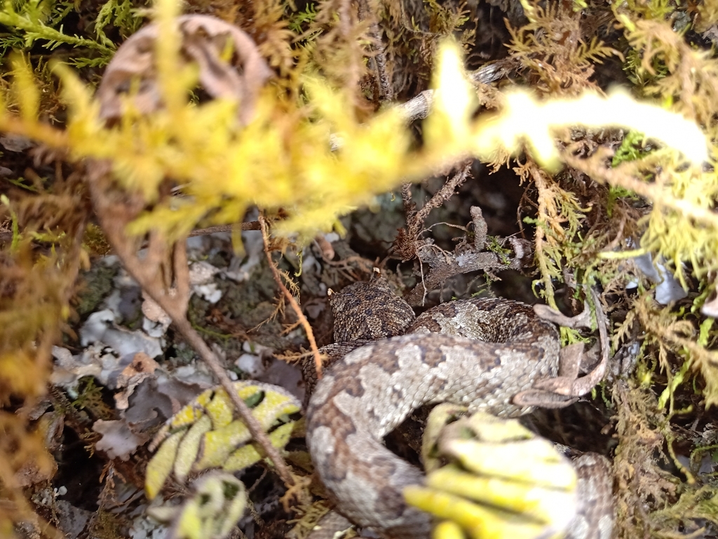 Emerald Horned Pitviper from 93766 Ver., México on March 8, 2022 at 02: ...