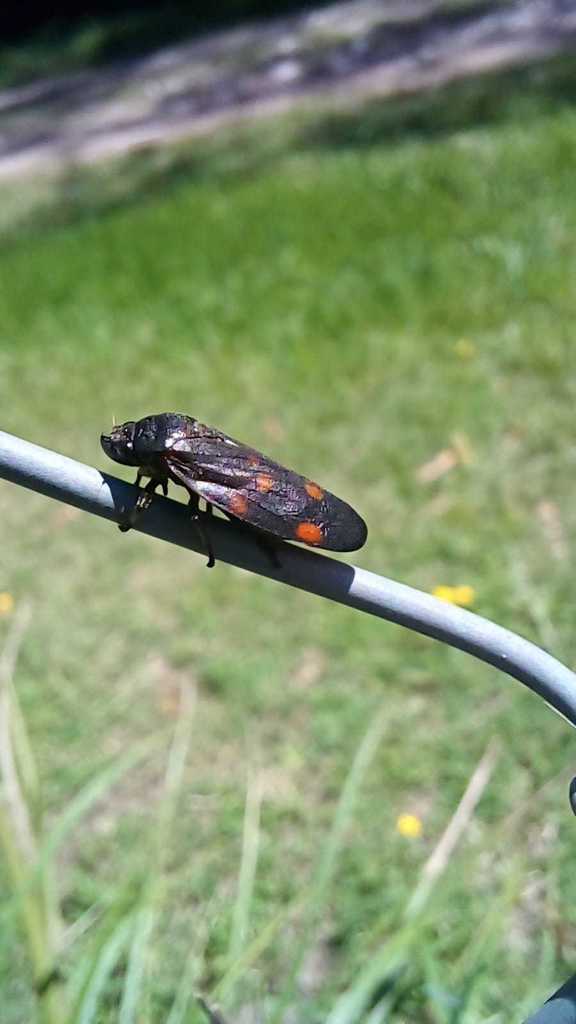 Kanaima fluvialis from Abasto, Provincia de Buenos Aires, Argentina on ...