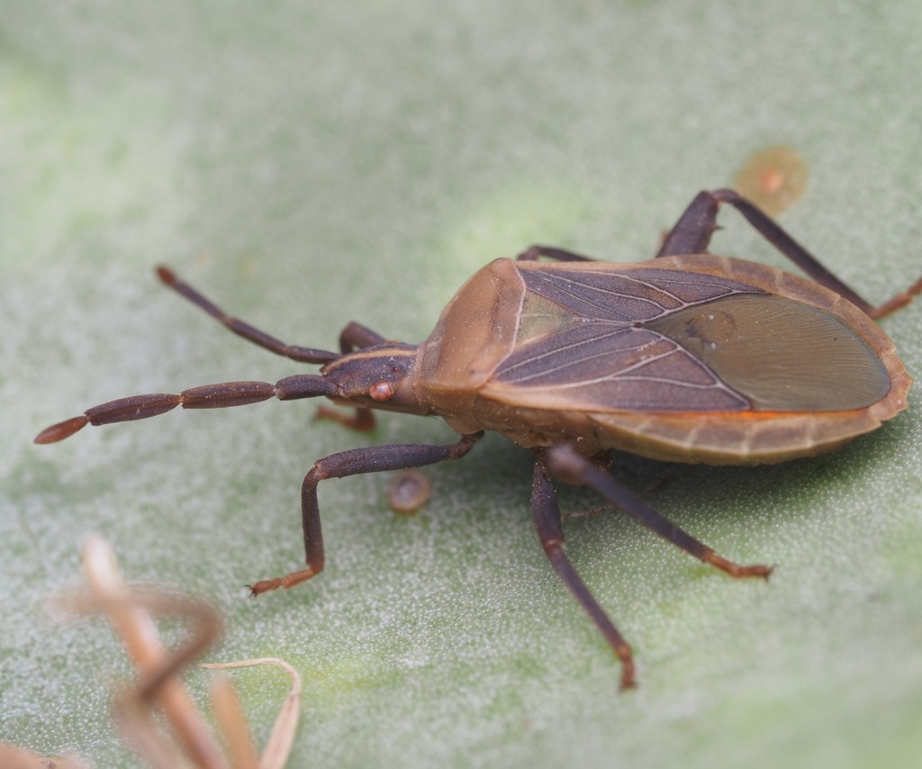 Cactus Coreid Bug from Baylor County, TX, USA on March 10, 2022 at 01: ...