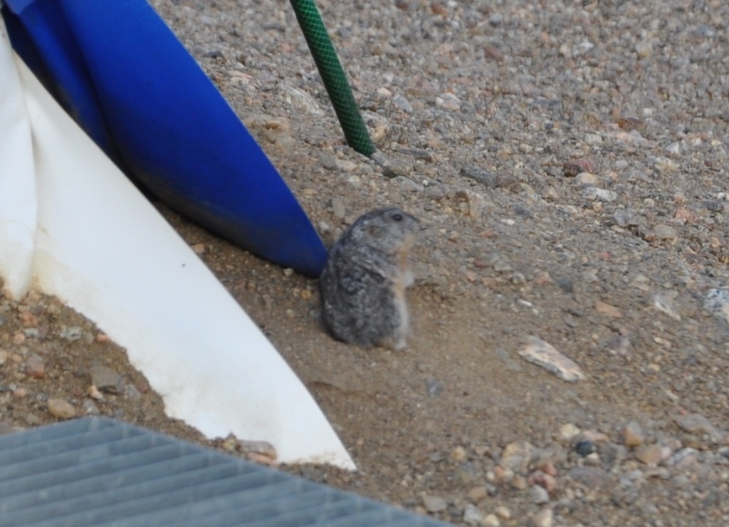 Northern Collared Lemming from Greenland, GL-UO, GL on July 15, 2021 at ...