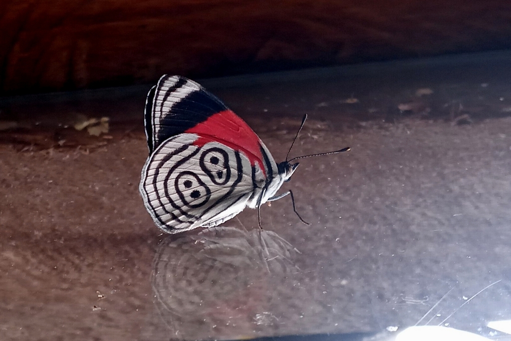 Eighty-eight Butterflies from Pindamonhangaba, SP, Brasil on March 11 ...