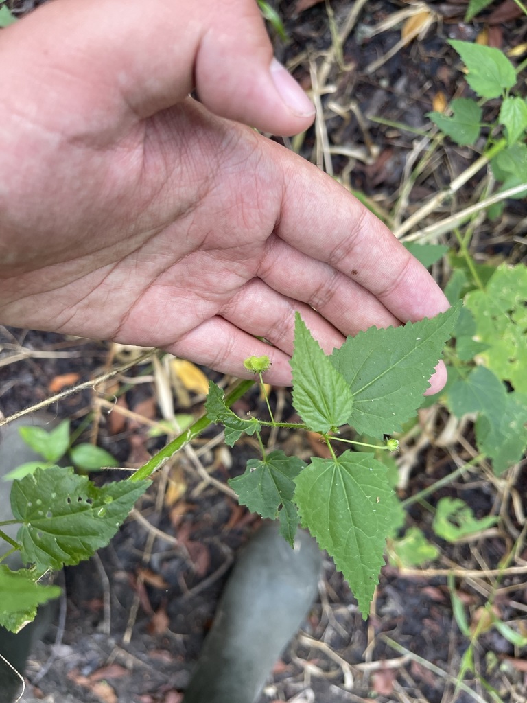 White Fenrose from Everglades National Park, Monroe, Florida, United ...