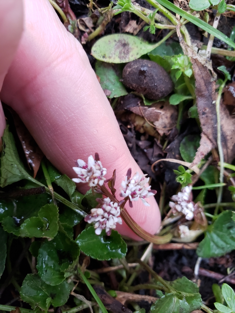 harbinger of spring from Walton Hills, OH 44146, USA on March 11, 2022 ...