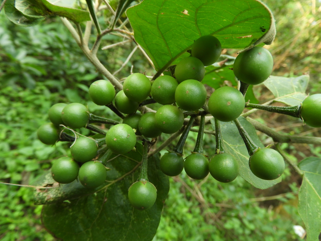 Turkey Berry from Santa Ana, Bello, Antioquia, Colombia on March 11 ...
