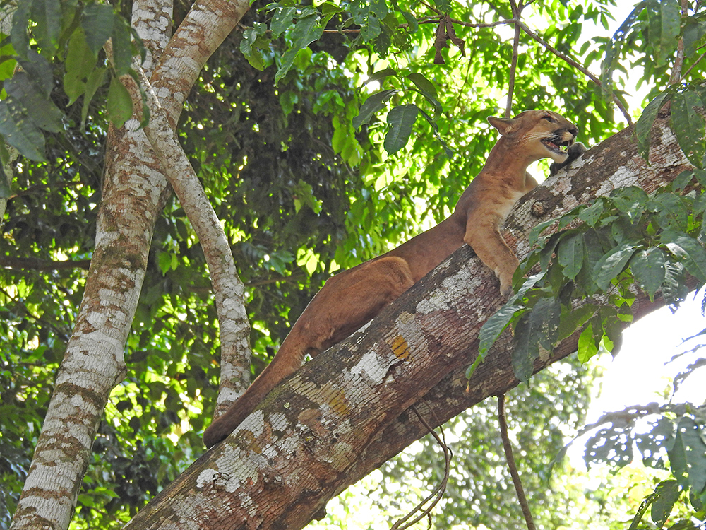 South American Mountain Lion in August 2021 by Nereston (Nelinho ...