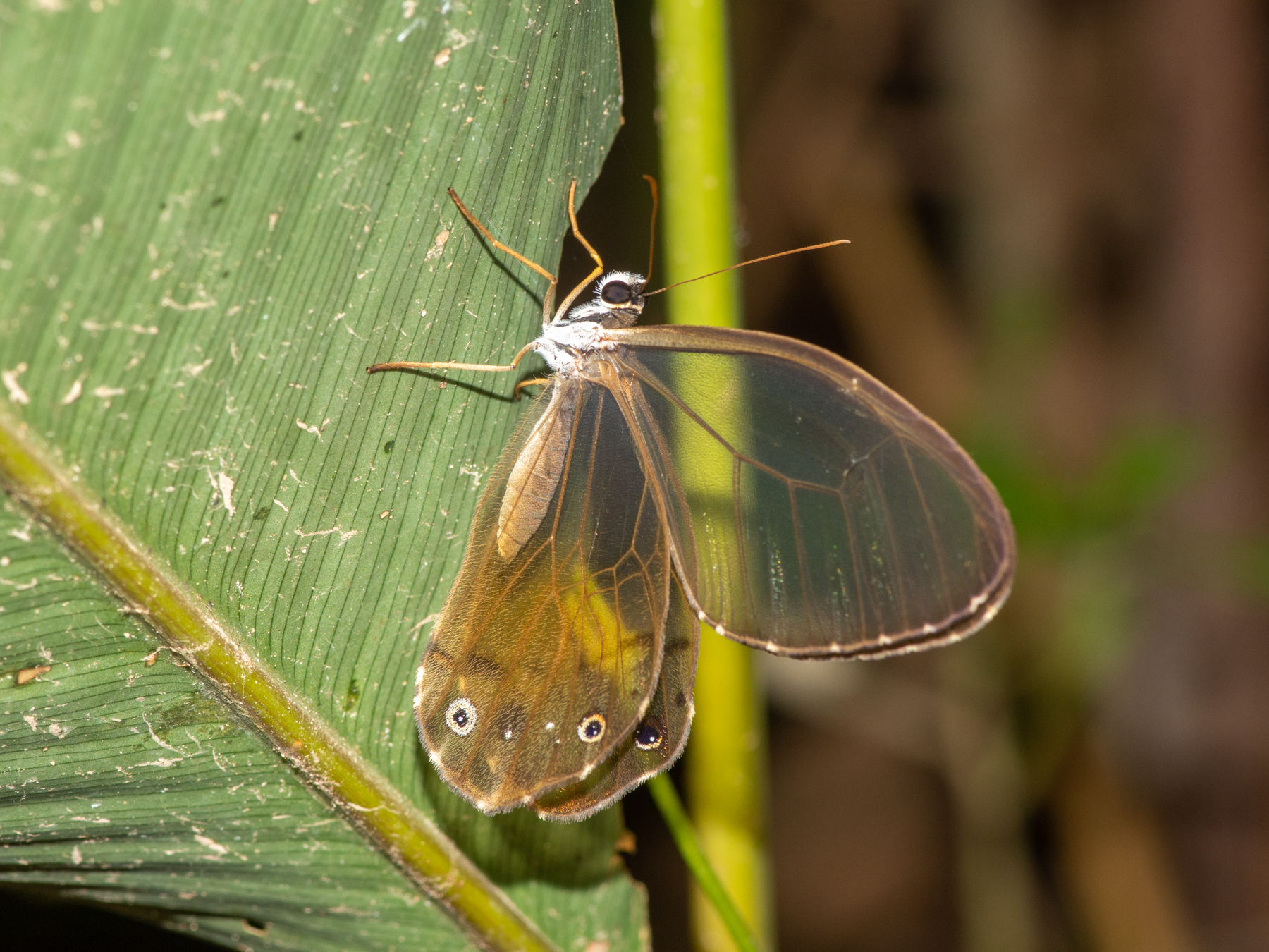 Haetera piera (Linnaeus, 1758)