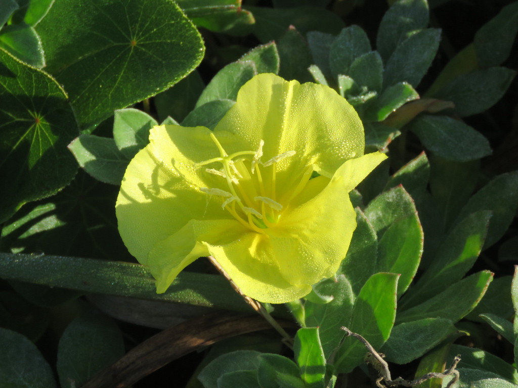 beach evening-primrose from Hervey Bay - Pt B, AU-QL, AU on October 07 ...