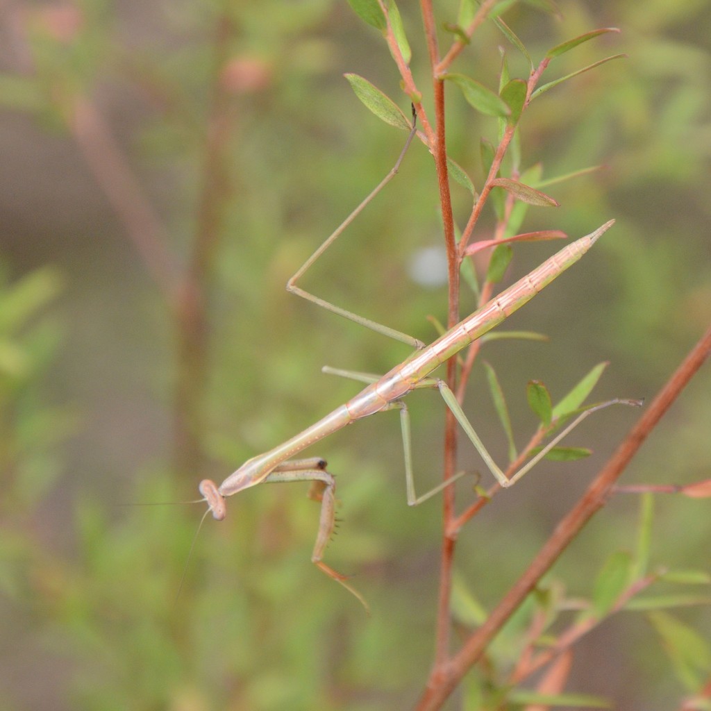 Australian Stick Mantis in March 2022 by Matilda · iNaturalist