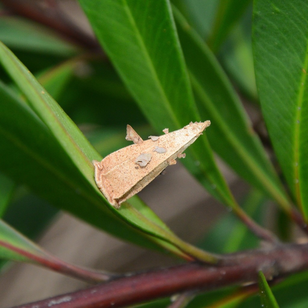 Ribbed Case Moth in March 2022 by Matilda · iNaturalist