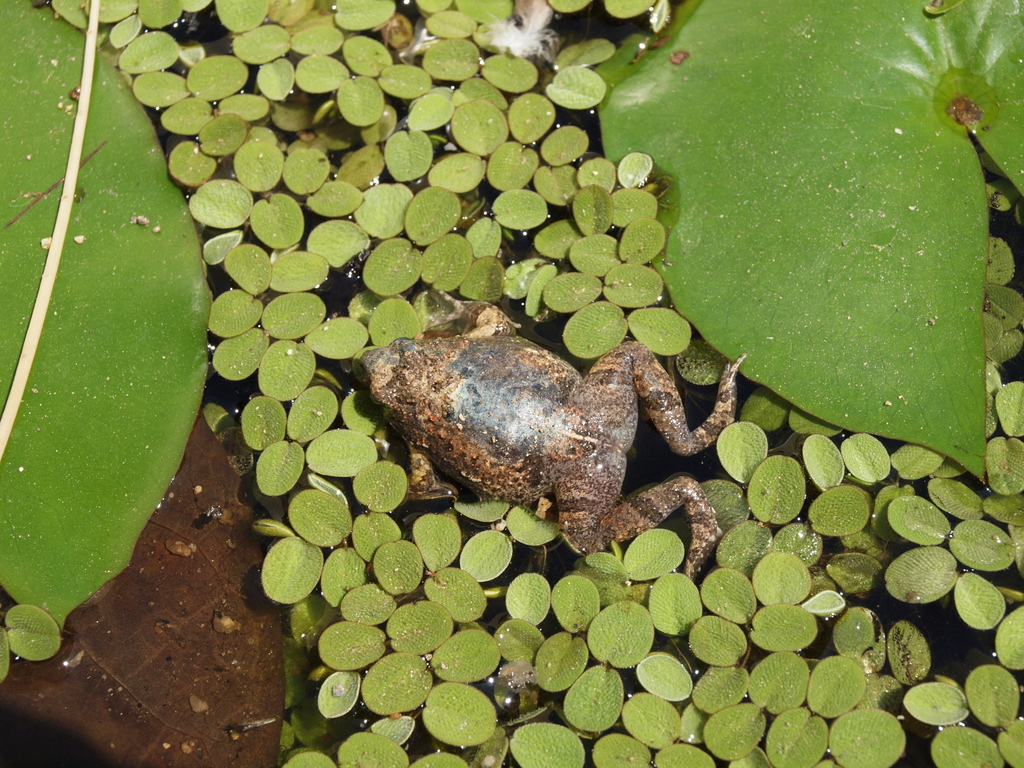 Túngara Frog from Santa Marta, Magdalena, Colombie on March 11, 2022 at ...