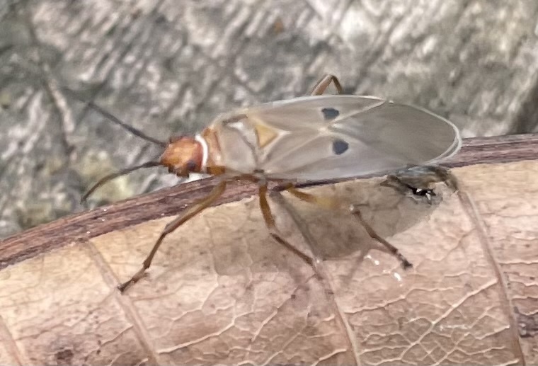 Cotton Stainer Bugs from Parque Metropolitano Office, Panamá, PA on ...