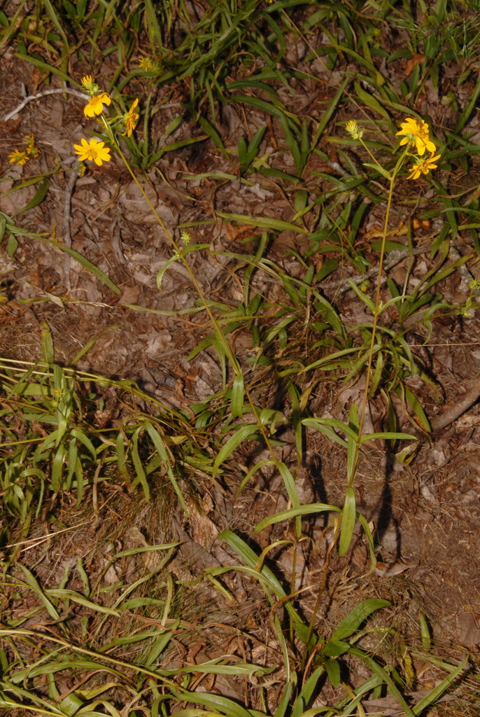 Longleaf Sunflower in September 2010 by Brian Finzel · iNaturalist