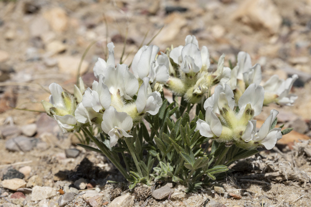wyoming locoweed from Carbon County, US-WY, US on June 2, 2021 by ...