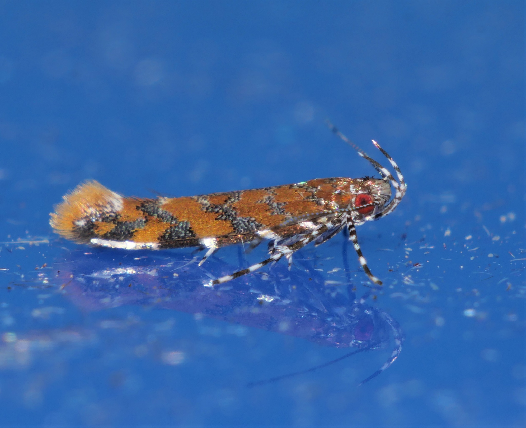 Labdia cyanogramma (Meyrick, 1897)