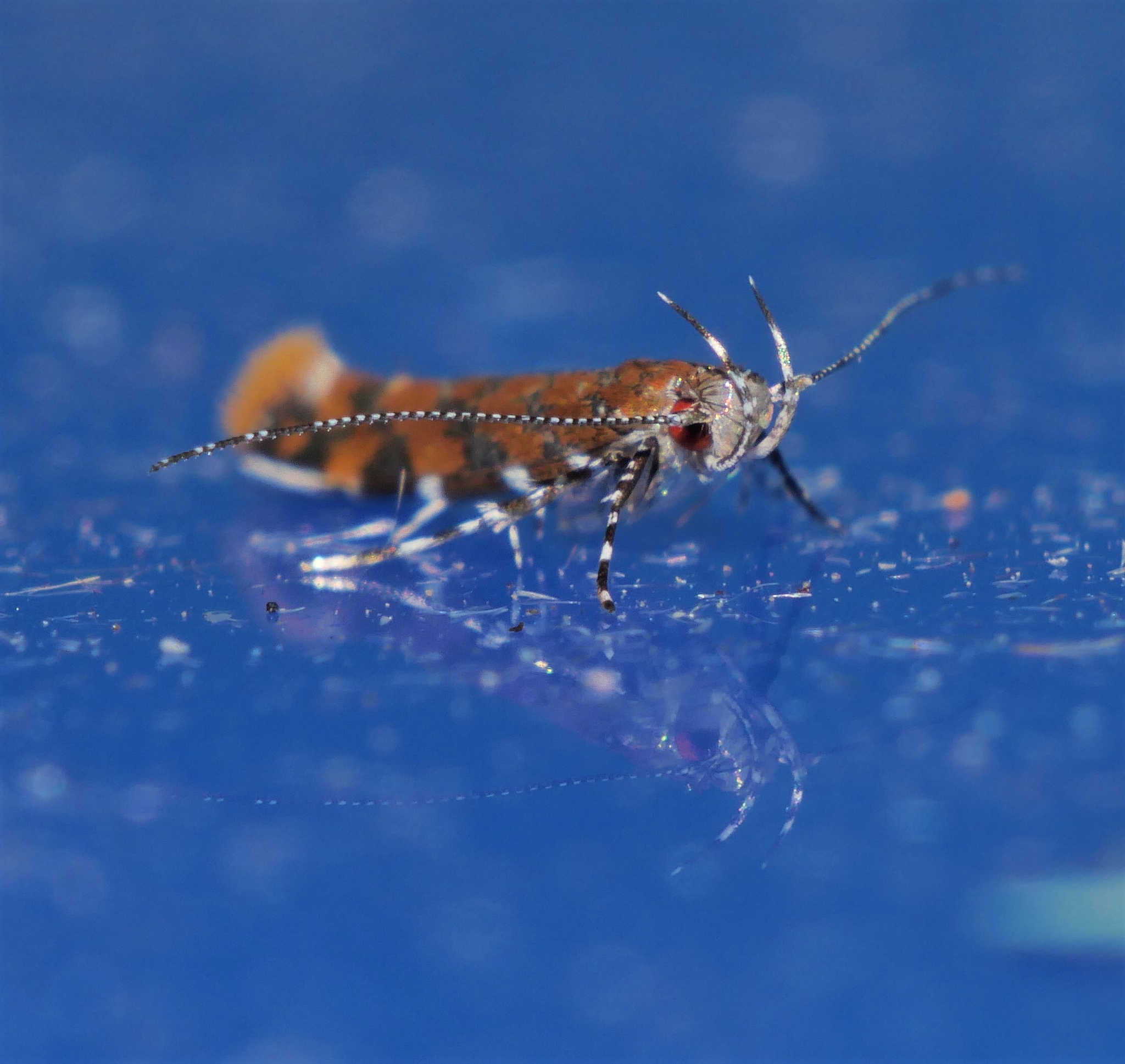 Labdia cyanogramma (Meyrick, 1897)