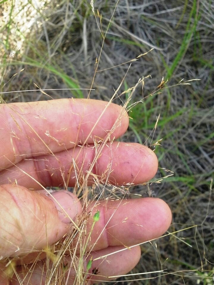 Winter Bentgrass from Newton County, TX, USA on May 11, 2018 at 03:55 ...