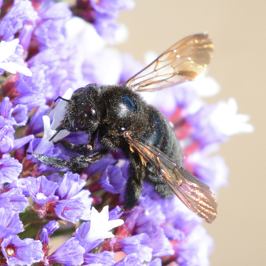 Valley Carpenter Bee in March 2022 by Daryl Williams. Sunny. Temp 70F ...