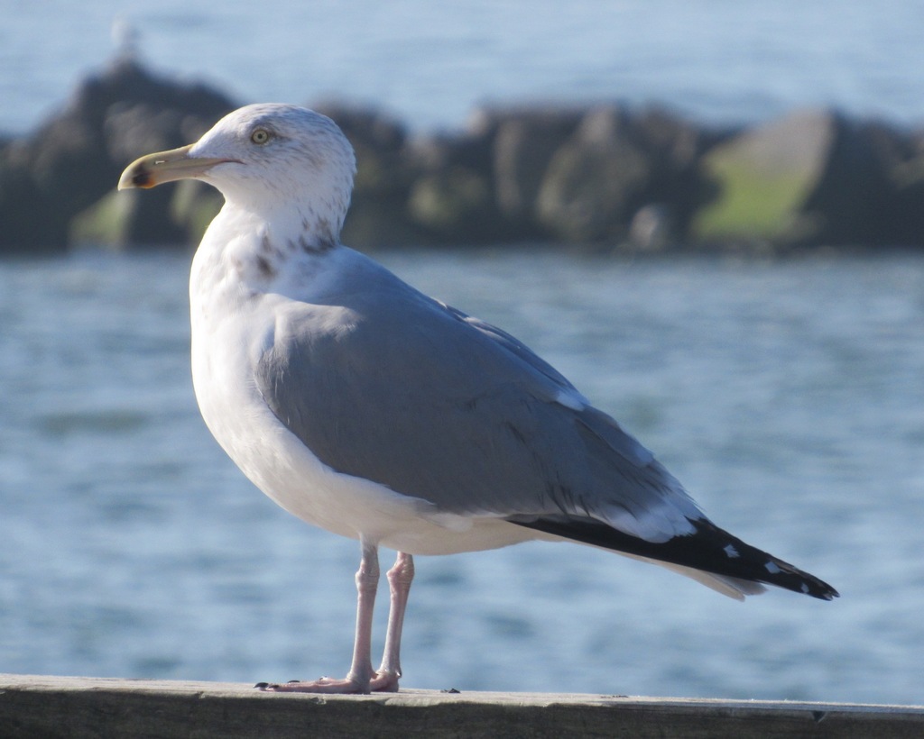 Herring Gull from Worcester County, MD, USA on March 11, 2022 at 08:47 ...