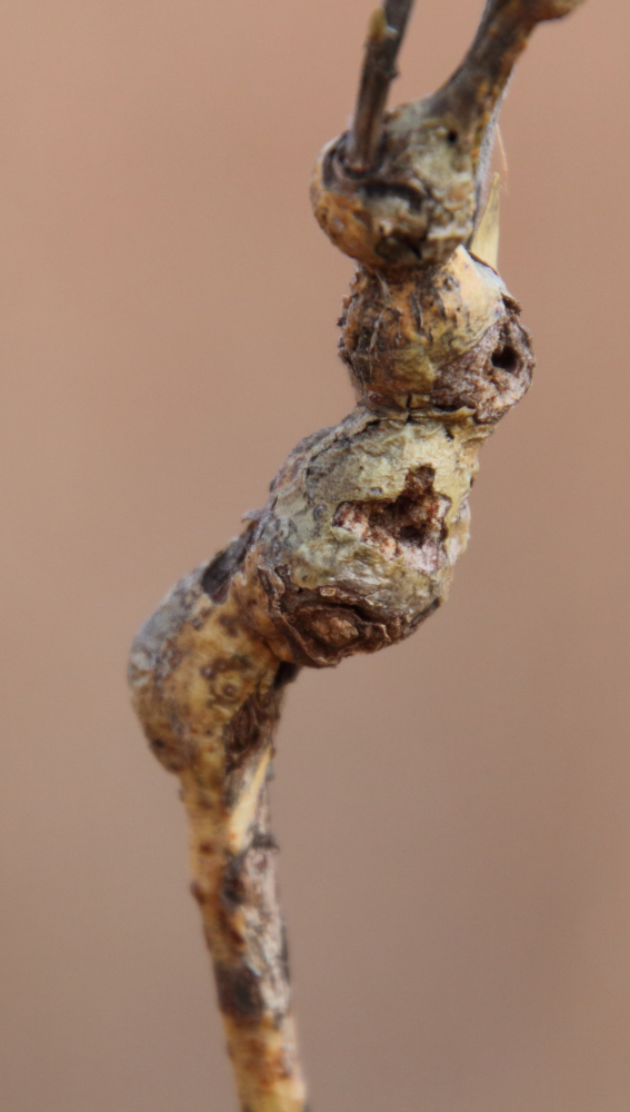 Insects from Illinois Beach SP, Lake County, IL, USA on March 10, 2022 ...