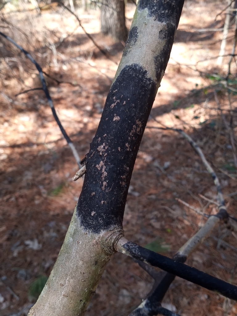 Septobasidium fumigatum from Ellendale, DE 19941, USA on March 11, 2022 ...